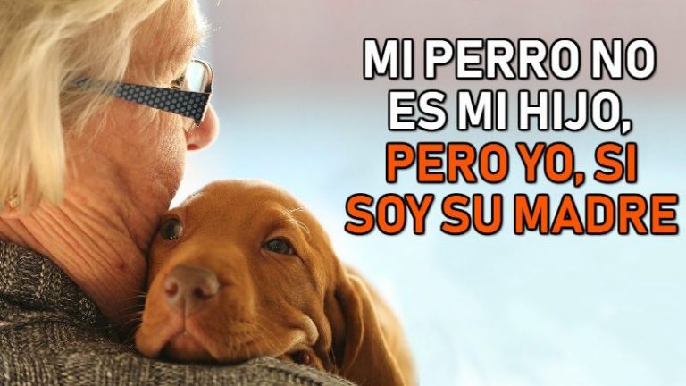 Una reflexión que todas las personas que tengan un perro deben leer ...